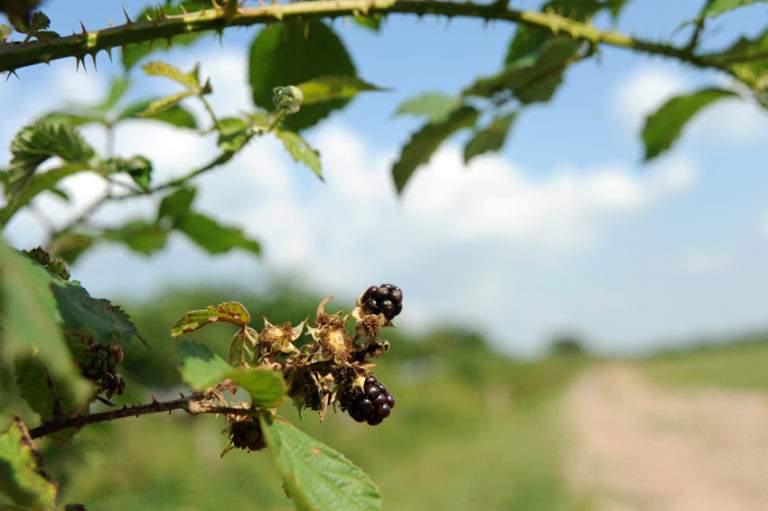 A Visit to Laddins Farm, Hereford - I Don't Like Peas