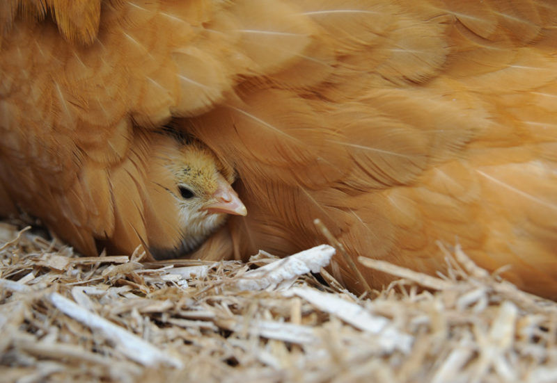 Newly Hatched - The Little Marsh Daisy Chick - I Don't Like Peas