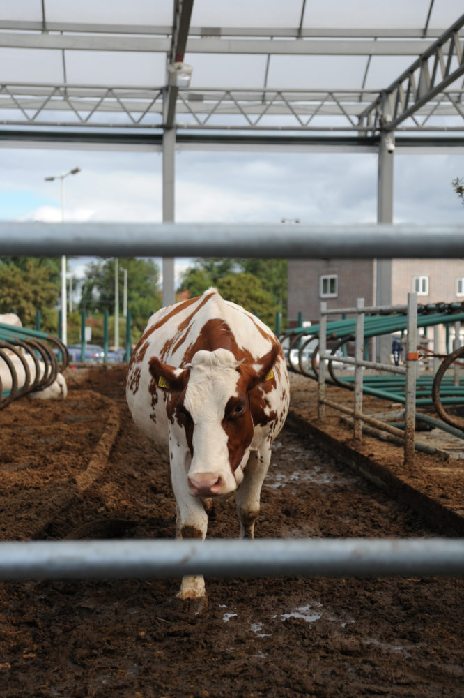 HOLLAND: Worlds First Floating Farm, Rotterdam - I Don't Like Peas