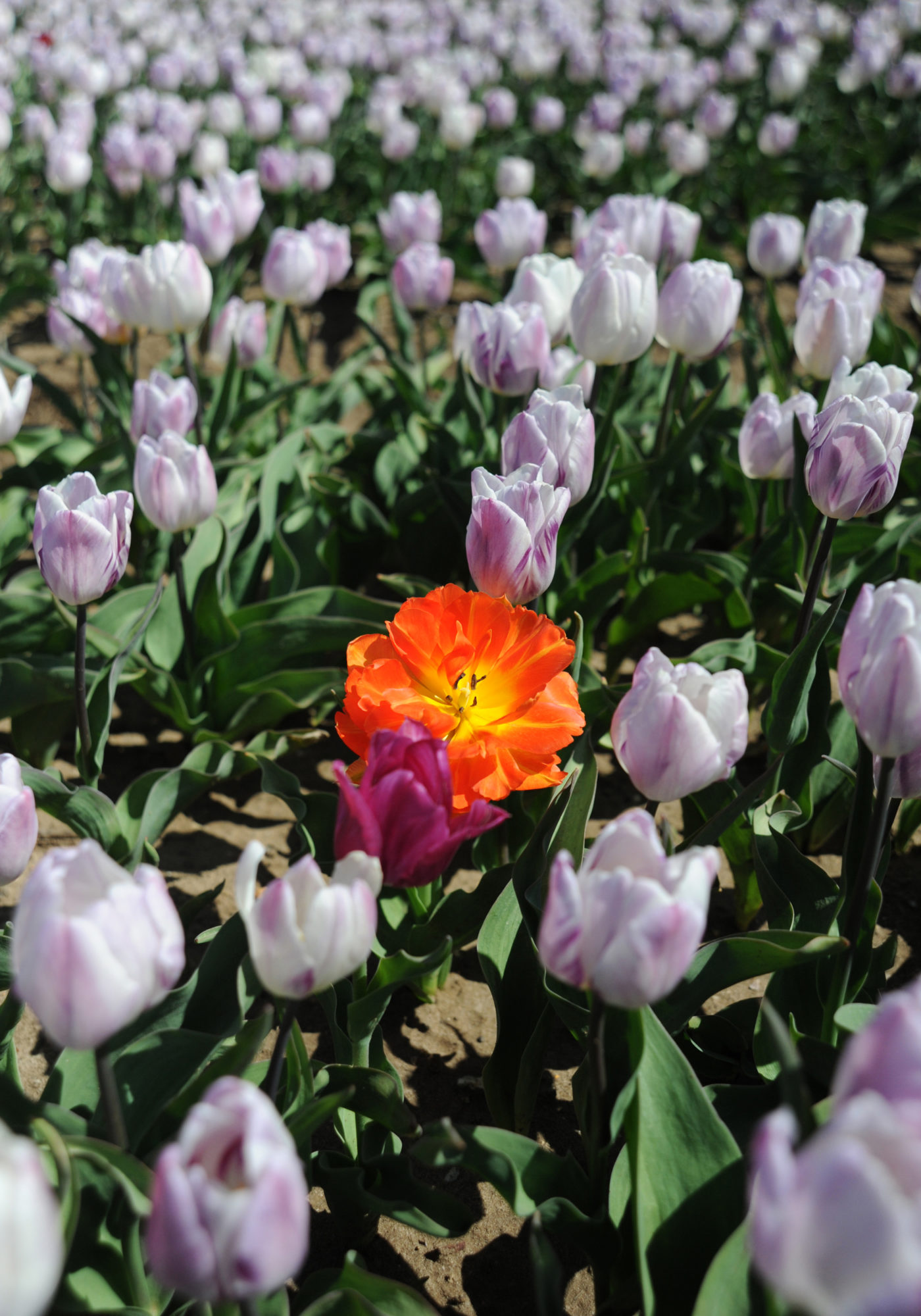 ENGLAND: Tulips for Tapping, Norfolk - I Don't Like Peas