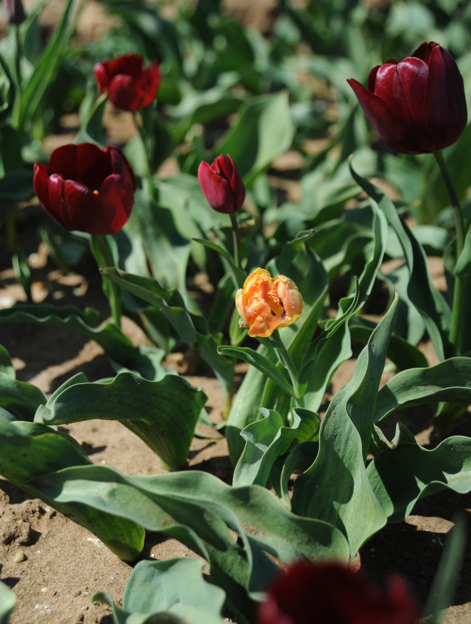 ENGLAND: Tulips for Tapping, Norfolk - I Don't Like Peas