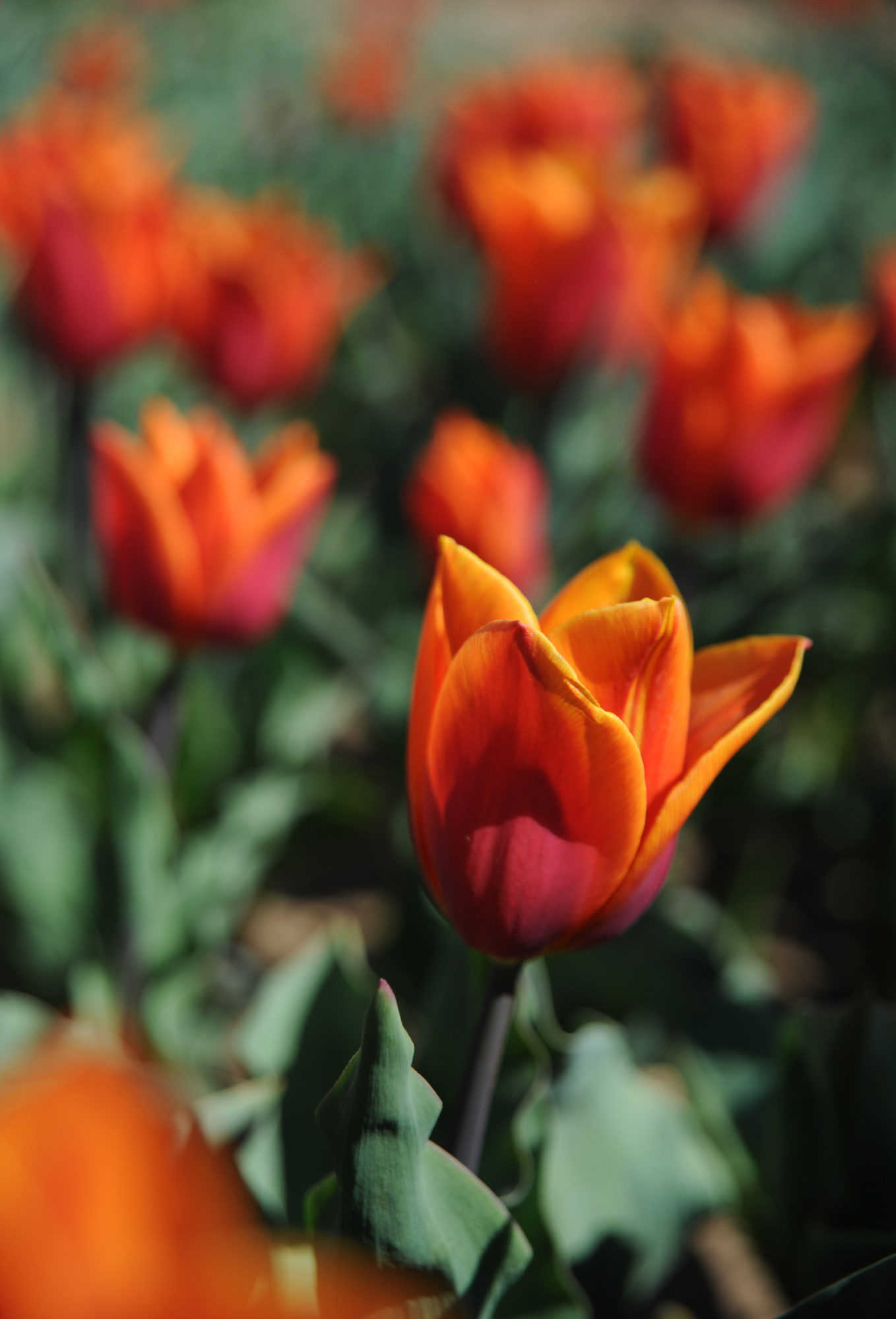 ENGLAND: Tulips for Tapping, Norfolk - I Don't Like Peas