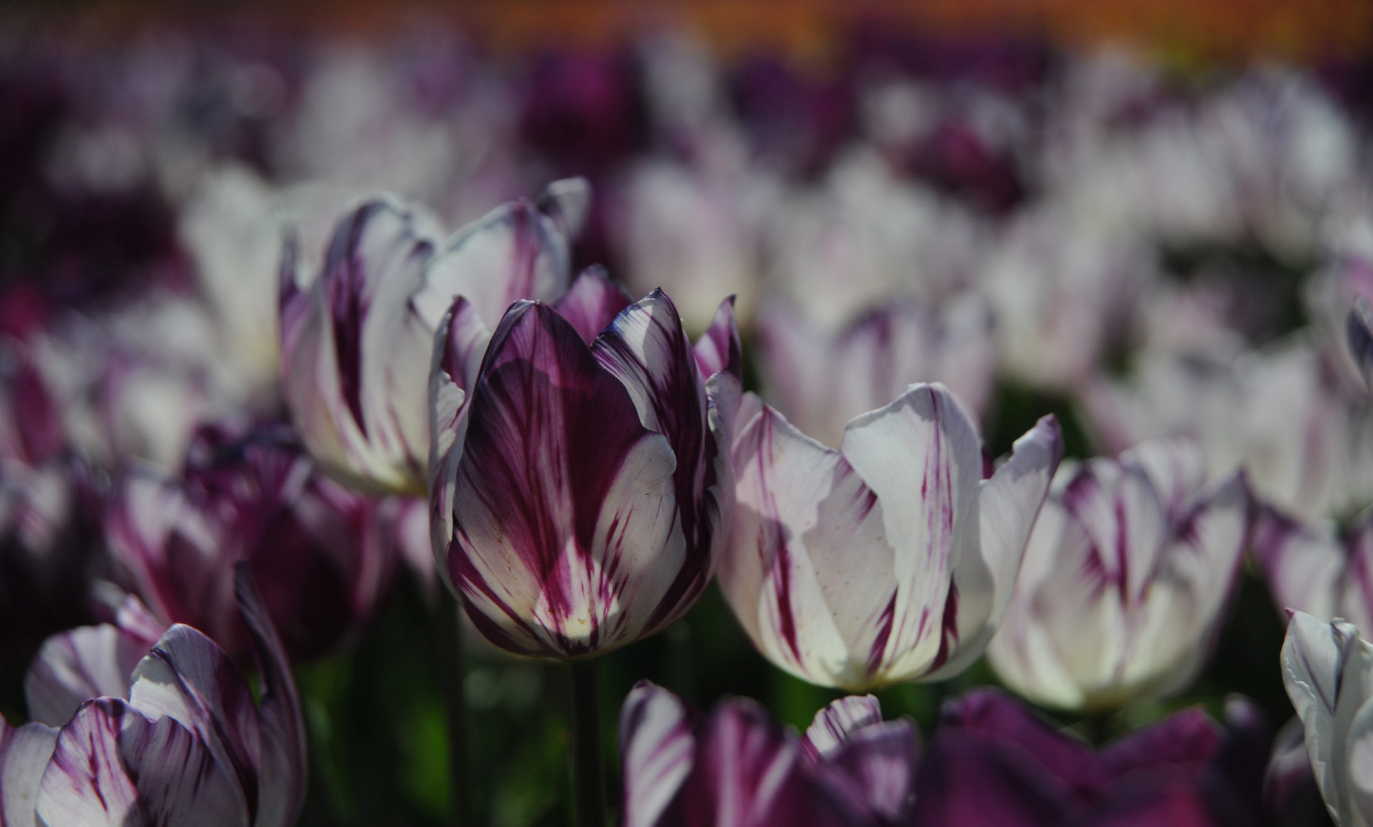 ENGLAND: Tulips for Tapping, Norfolk - I Don't Like Peas